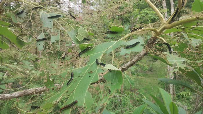 Ribuan Ulat Jati 'Serang' Kawasan Hutan Kota Trenggalek | BANGSAONLINE ...